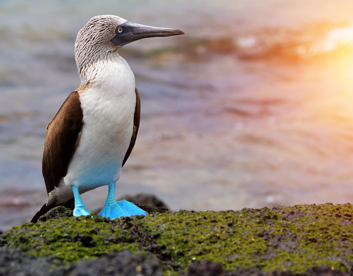Las 10 cosas que ver y hacer en Galápagos - easyDest